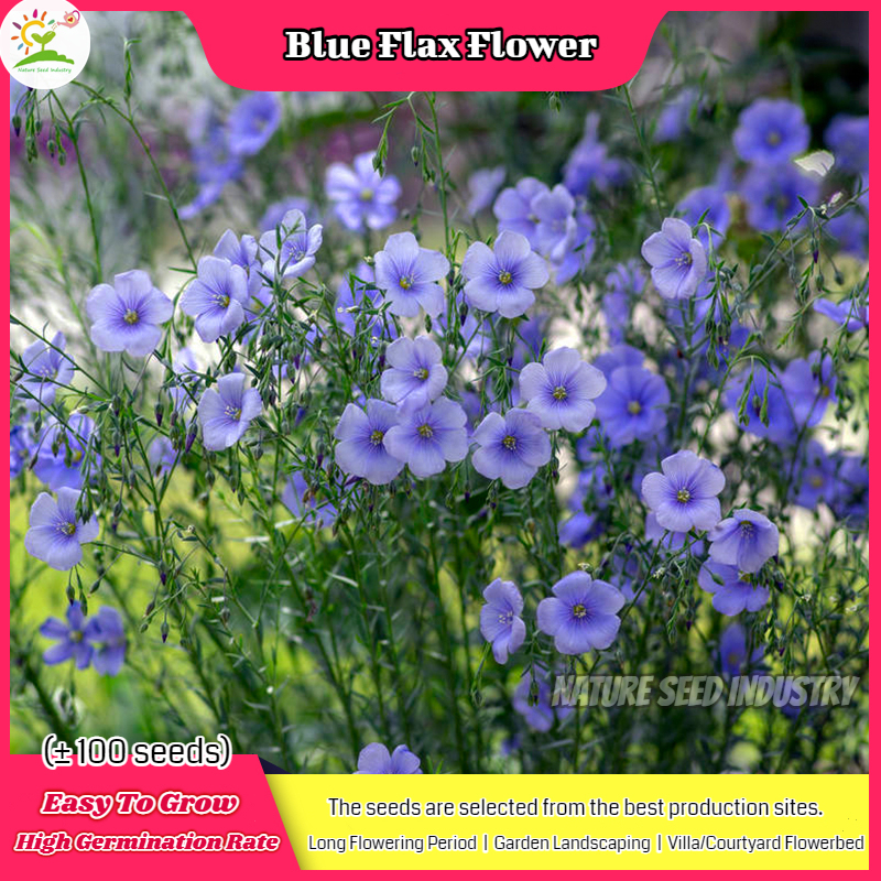 (100 seeds/pack) Blue Flax Flower Seeds for Planting - Potted ...