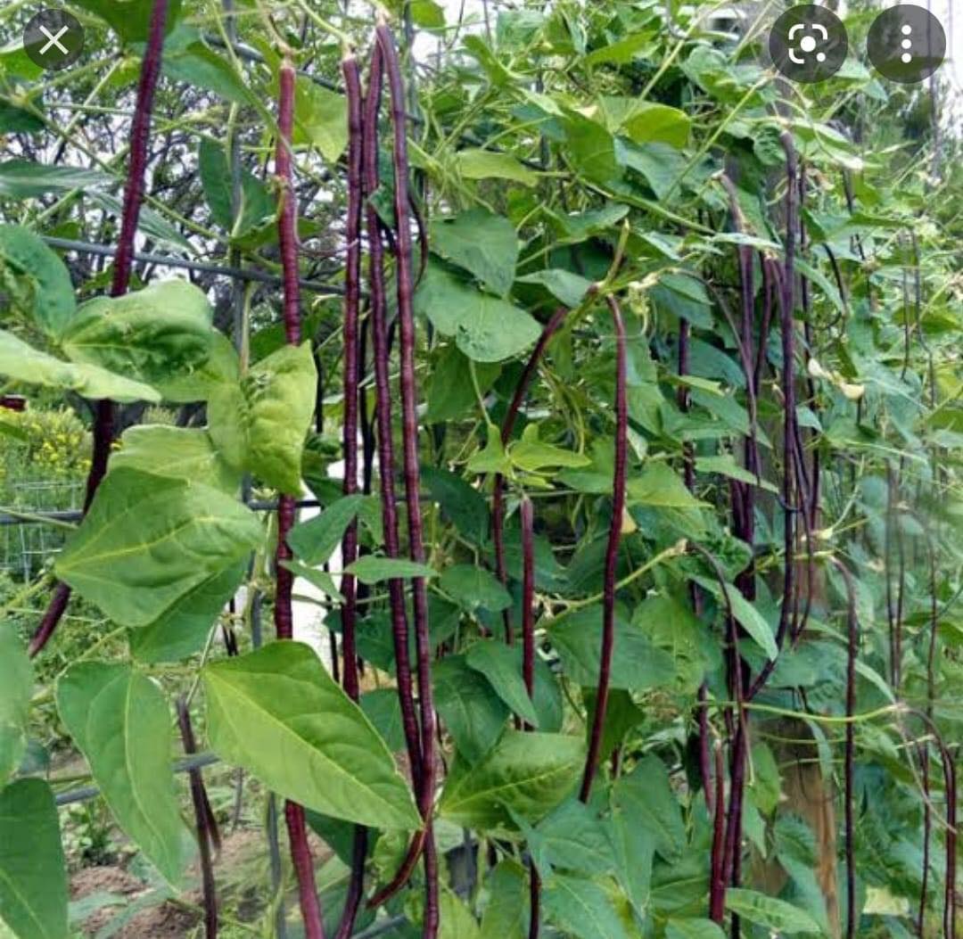 String Beans Binhi Pantanim Sitaw Red Long Vegetables 7 Seeds | Lazada PH