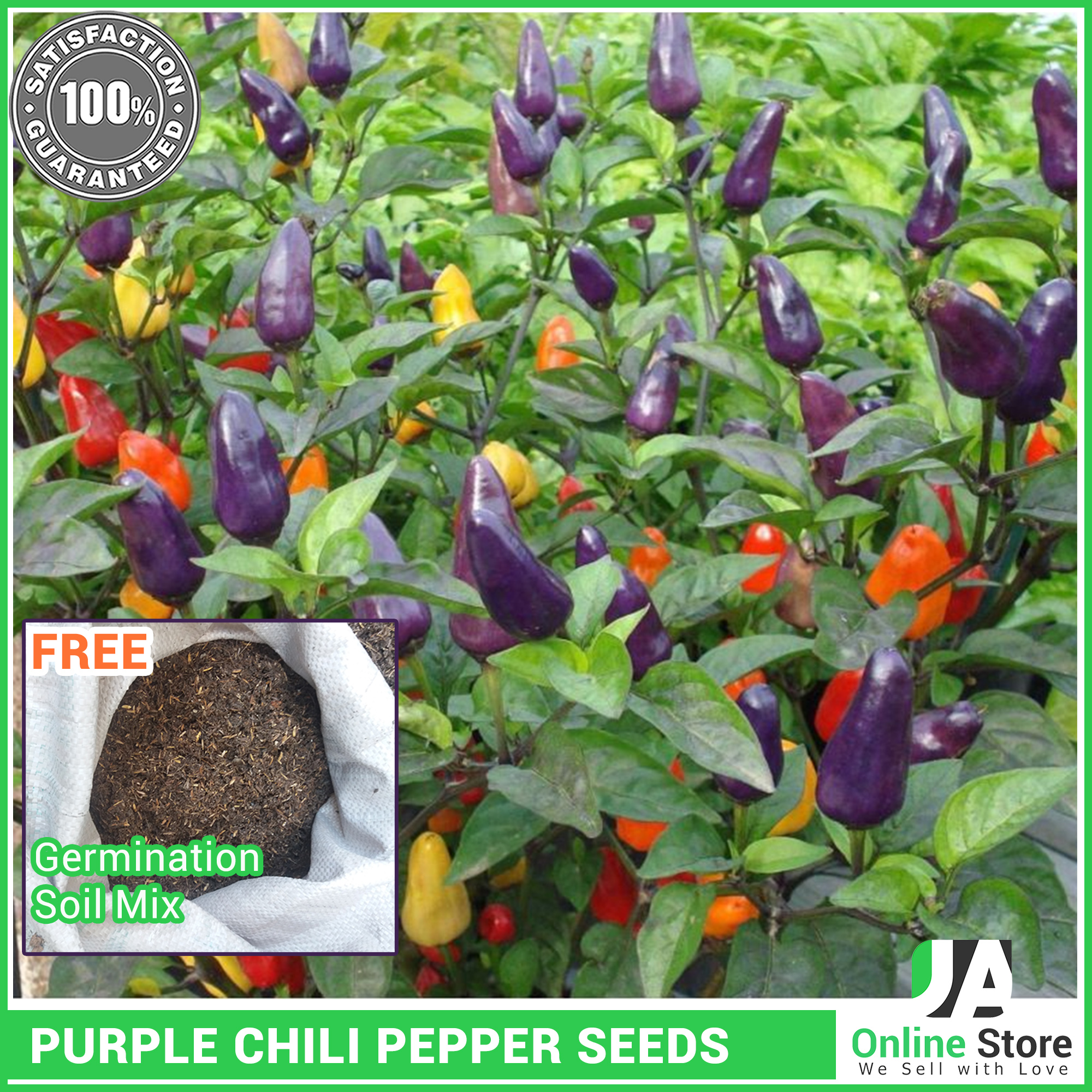 Purple Chili
