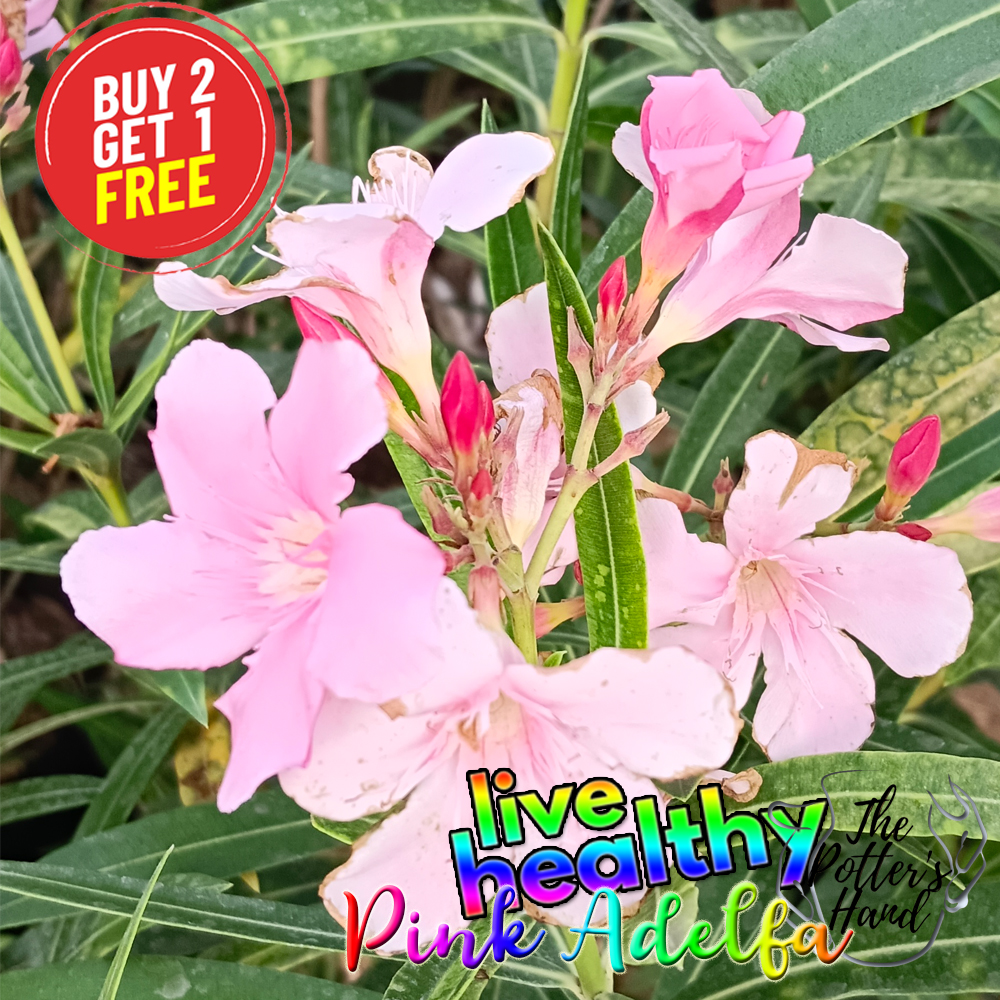 Adelfa Episcia 'Pink Panther' | Lazada PH