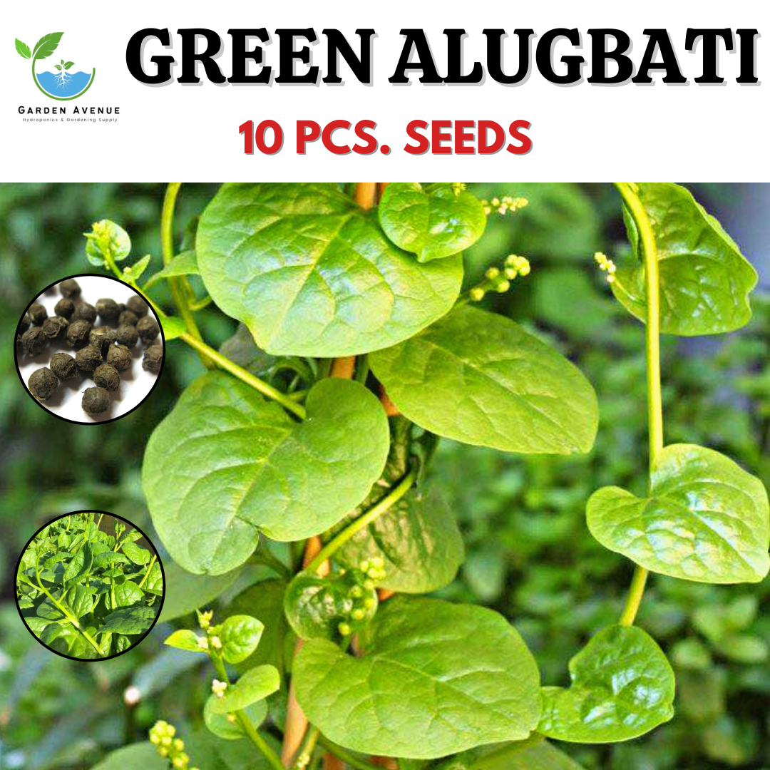 GREEN ALUGBATI SEEDS (10PCS SEEDS) - TAGALOG HYBRID/EASY TO GROW/SUPER ...