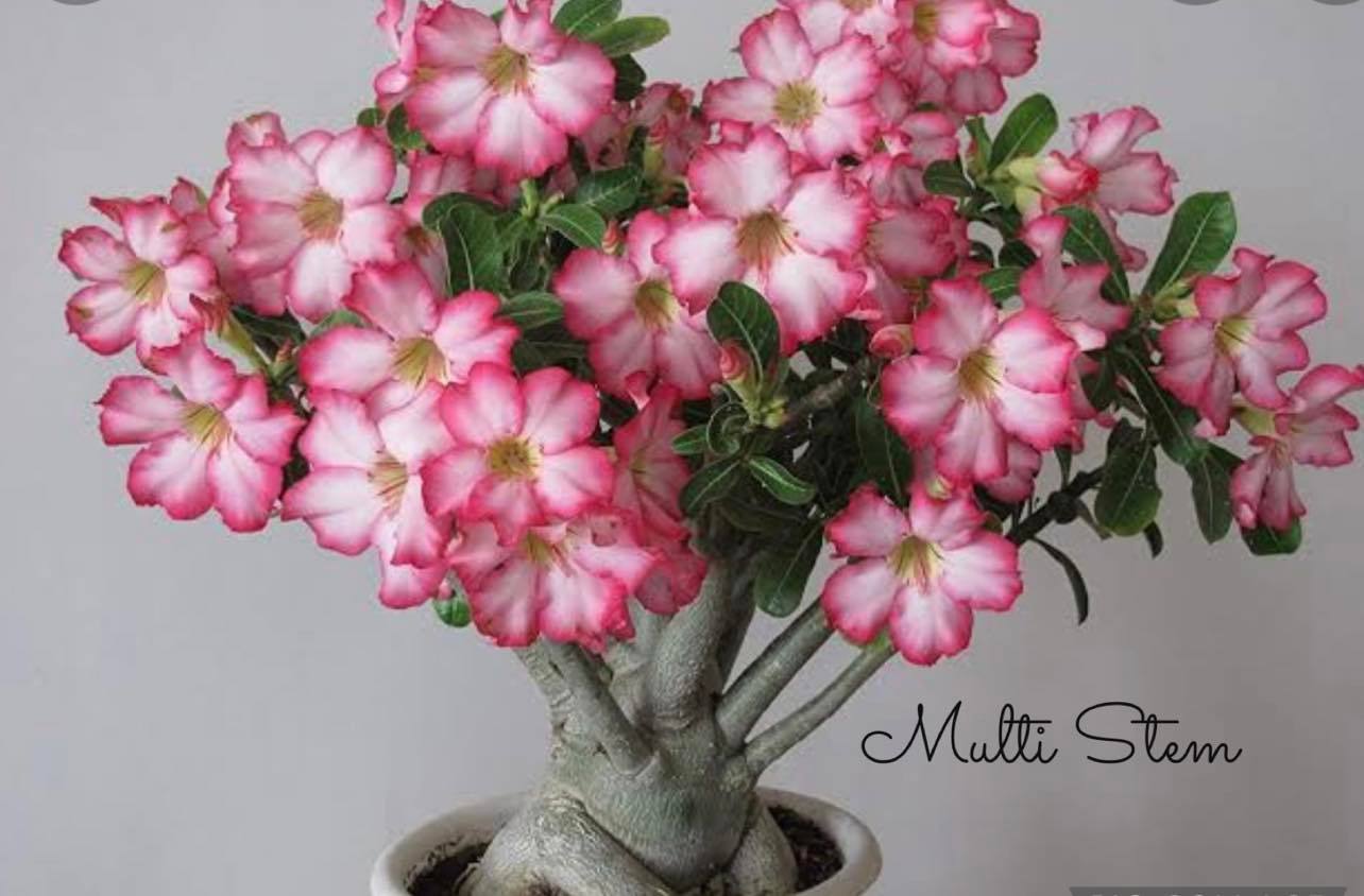 Big Caudex Multi-Stem Plants Adenium Flower | Lazada PH