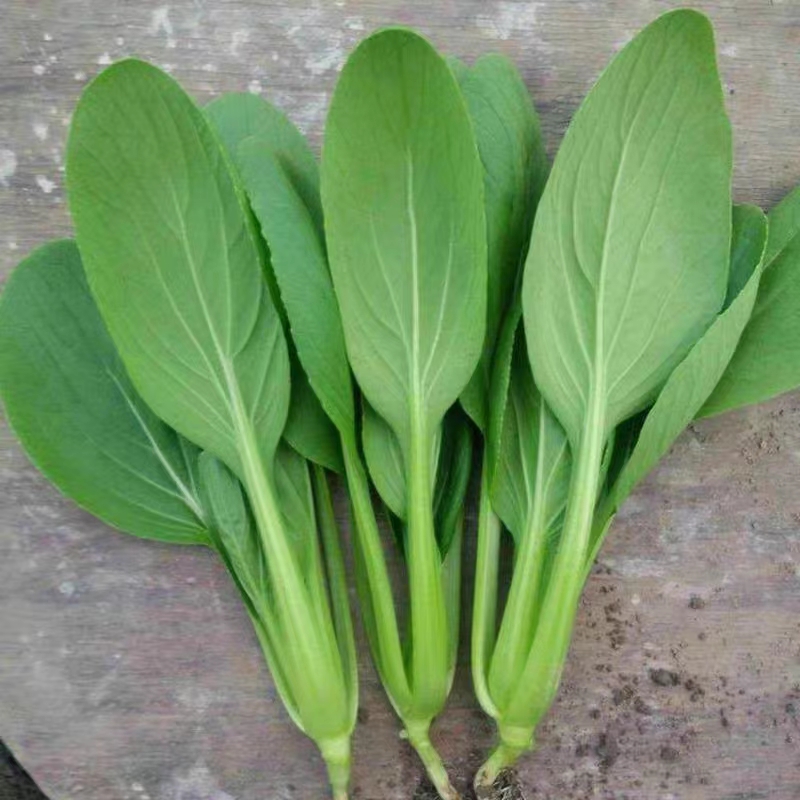 High Yield Pak Choi Seeds for Planting 上海鸡毛菜种子 Vegetable Seeds Easy To ...