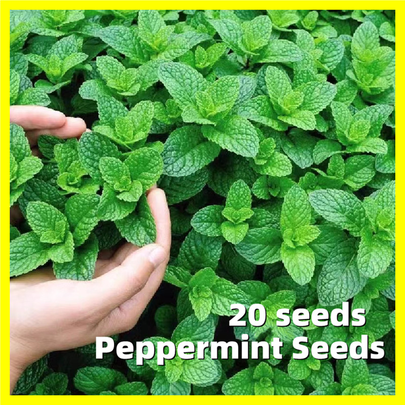 Peppermint Seeds - 薄荷种子 Fresh 20 Seeds Edible Natural Mint Herbs Seeds ...