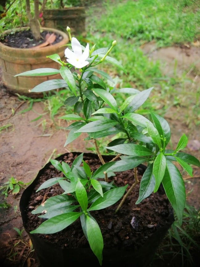 WHITE ANGEL - pandakaki - outdoor plant real or live plants | Lazada PH