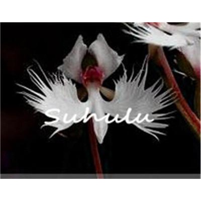 50 Seeds (buy 2 get 1 free) Japanese Tiger Orchid White And Black ...