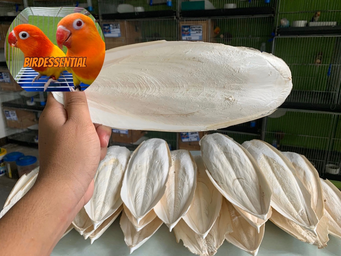 Cuttlebone for birds | Lazada PH