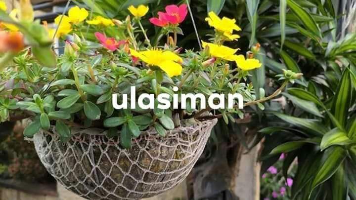 ulasiman herbal | Lazada PH