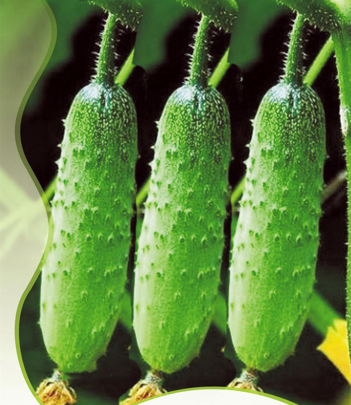 （20 seeds-sd001）High-yield Japanese Cucumber Fruit Cucumber | Lazada PH