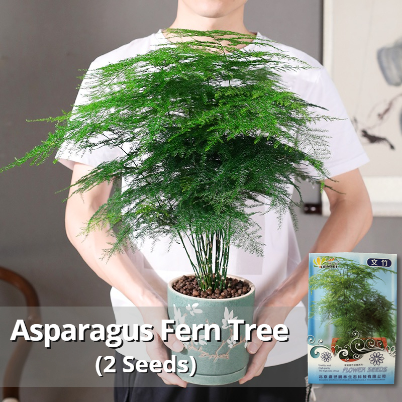 High Quality Asparagus Fern Tree Seeds (2 Seeds) Benih Bunga 文竹种子 ...