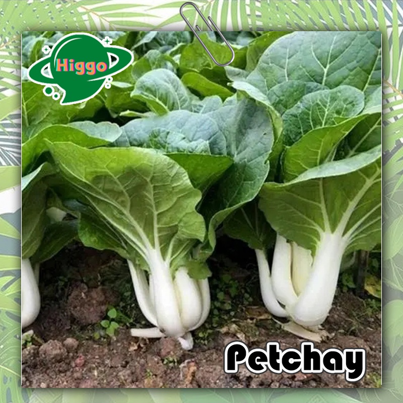Petchay Vegetable Seeds High Germination Quality Green Planting Buy one ...