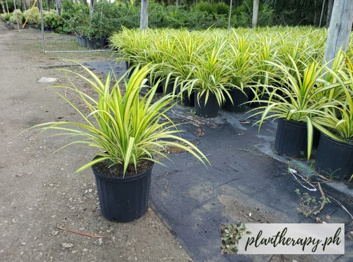Yellow Pandanus/Spider Plant (Chlorophytum Comosum) - Free pot and ...