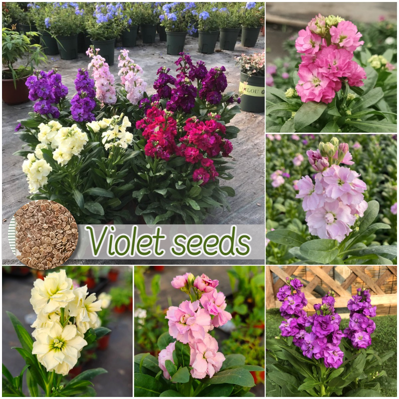 [100% Original Seed] Mixed Violet Seeds for Sale Flower Seeds for ...