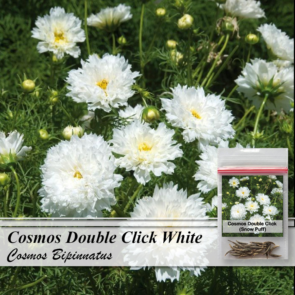 Cosmos Double Click Snow Puff 20 Seeds Cosmos Bipinnatus | Lazada PH