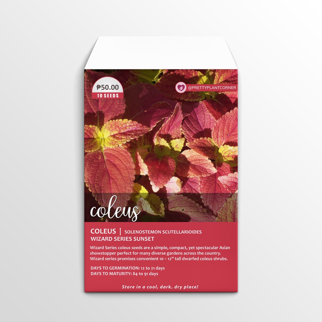 Coleus Wizard Series Sunset Seeds | Lazada PH