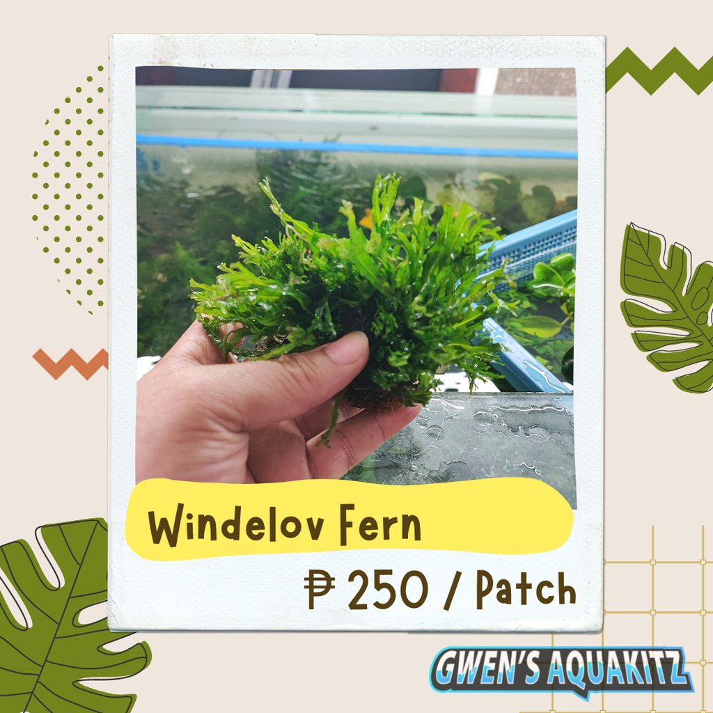 Java Fern, Narrow Leaf, Windelov Fern - Aquatic Ferns | Lazada PH