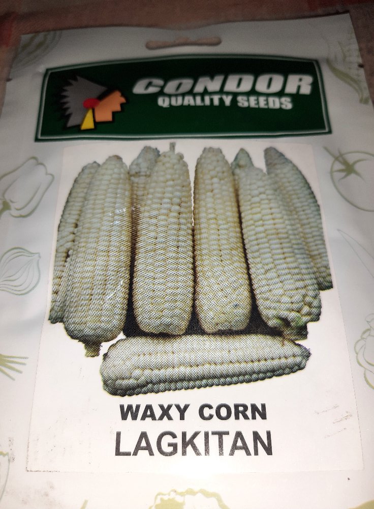 white corn / waxy corn / glutinous corn / lagkitan - 10grams - Condor ...
