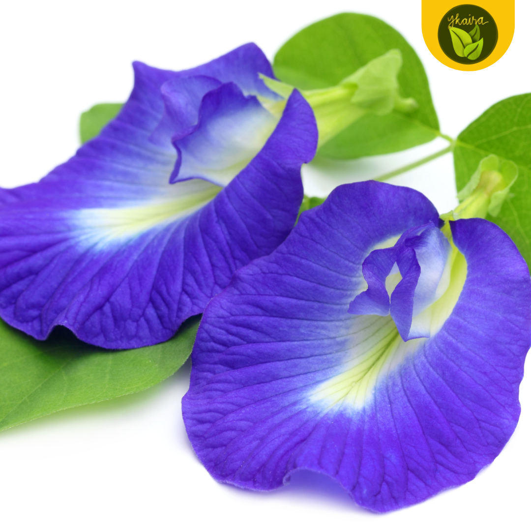 Blue Ternatea 10 Seeds for Planting Binih Pantanim | Lazada PH