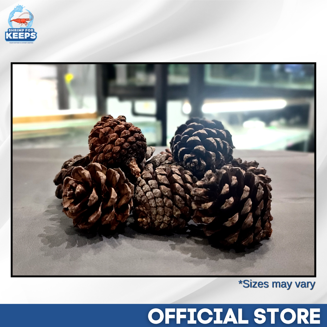 Shrimp Cones hide for Breeding Dwarf Shrimps, Neocaridinas, Caridinas in Freshwater Aquarium ...