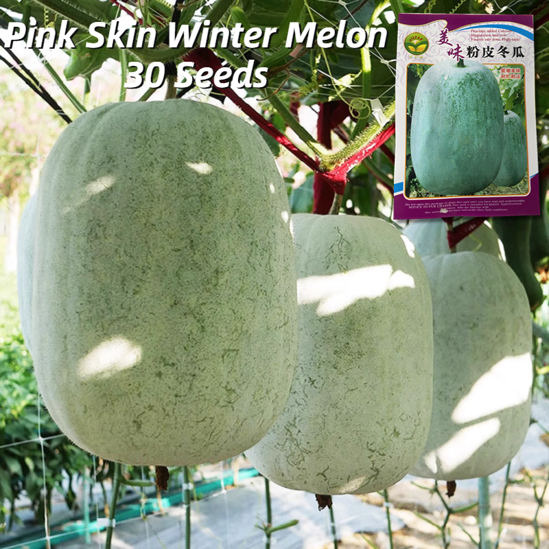 High Yield Giant Pink Skin Winter Melon Seeds (30 Seed) 粉皮大冬瓜种子 White ...