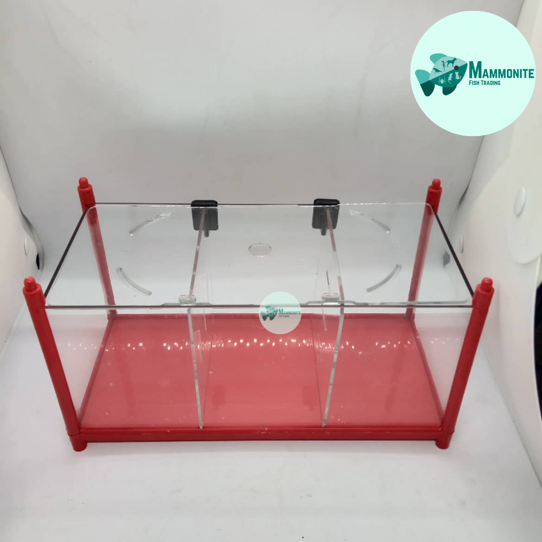 Fish Betta Triple Clear Tank Aquarium Colorful Transparent 26cm | Lazada PH