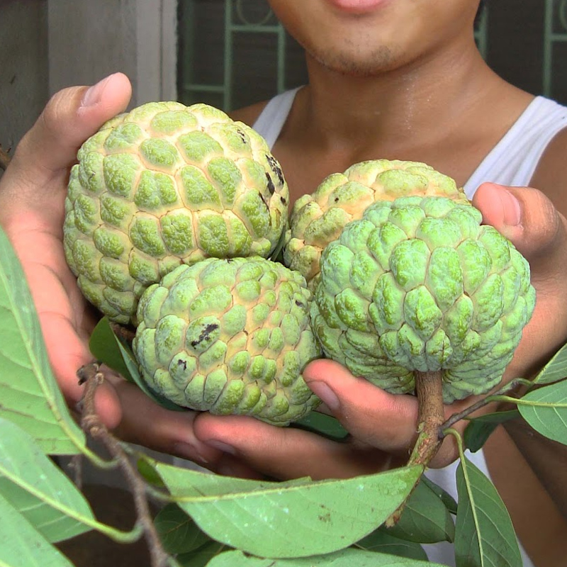 [Green House] Atis Seeds for Planting Vegetable Plants (5 Seed) buy 1 ...