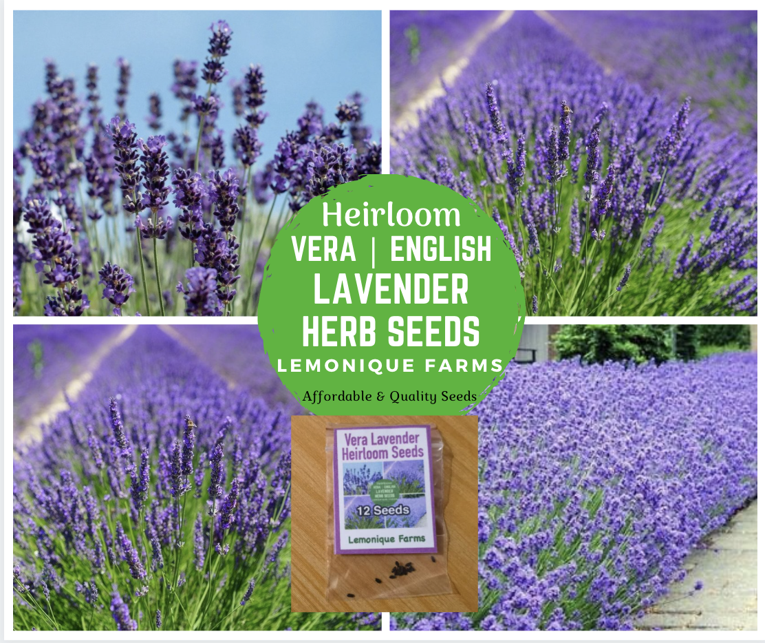 LAVENDER SEEDS | ENGLISH LAVENDER | HEIRLOOM LAVENDER | Lazada PH