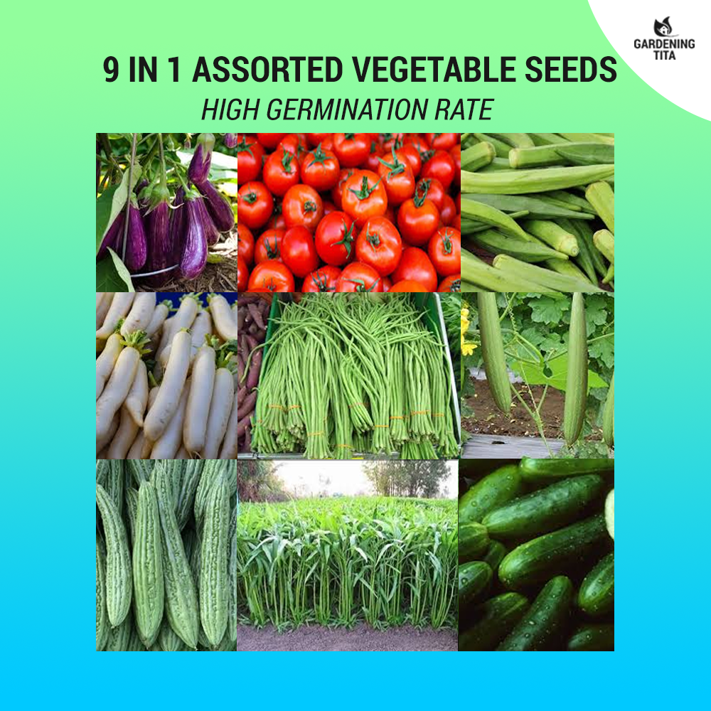 9 in 1 Assorted Vegetable Seeds Sulit Pack (Eggplant, Tomato, Okra ...