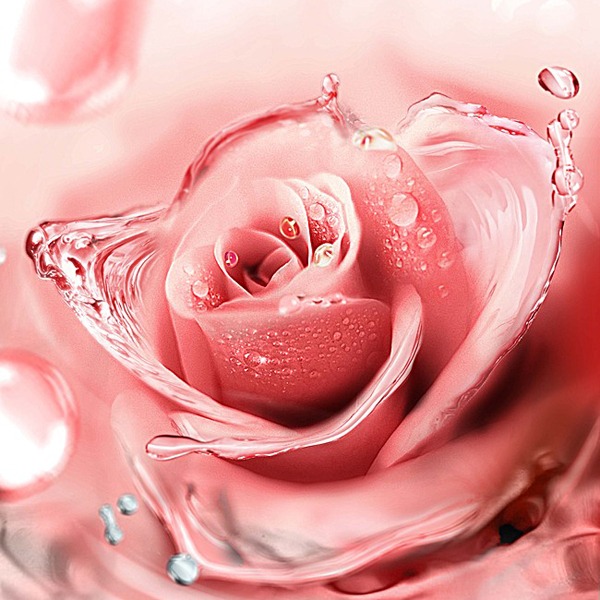 Rose secret Philippines Official Online Store | Shop Now on Lazada