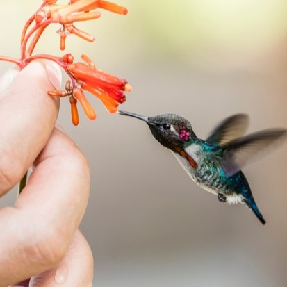 Shop at The HummingBird with great deals online | lazada.com.ph