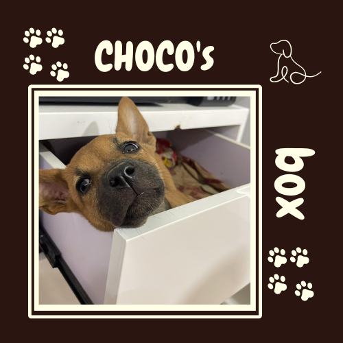 Choco's Box Philippines Official Online Store | Shop Now on Lazada