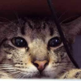 OliveKatzen Official Store in the Philippines, Online Shop 05 2025