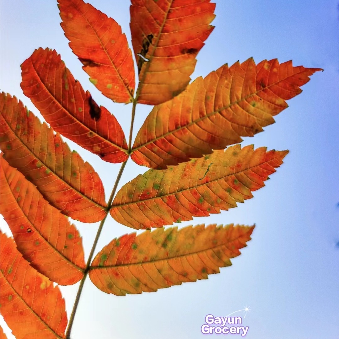 Gayun Grocery Official Store in the Philippines, Online Shop 09 2024