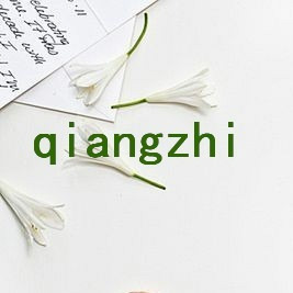 qiangzhi Official Store in the Philippines, Online Shop 12 2024