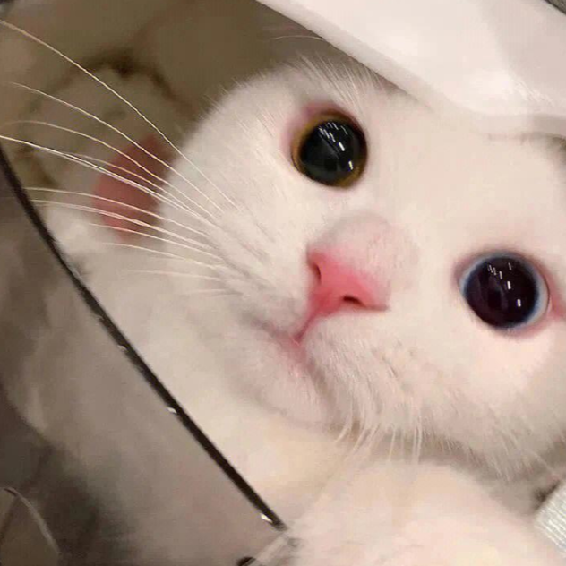 Shop online with SJHD.PH now! Visit SJHD.PH on Lazada.