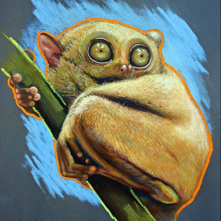 Shop online with tarsier toy now! Visit tarsier toy on Lazada.